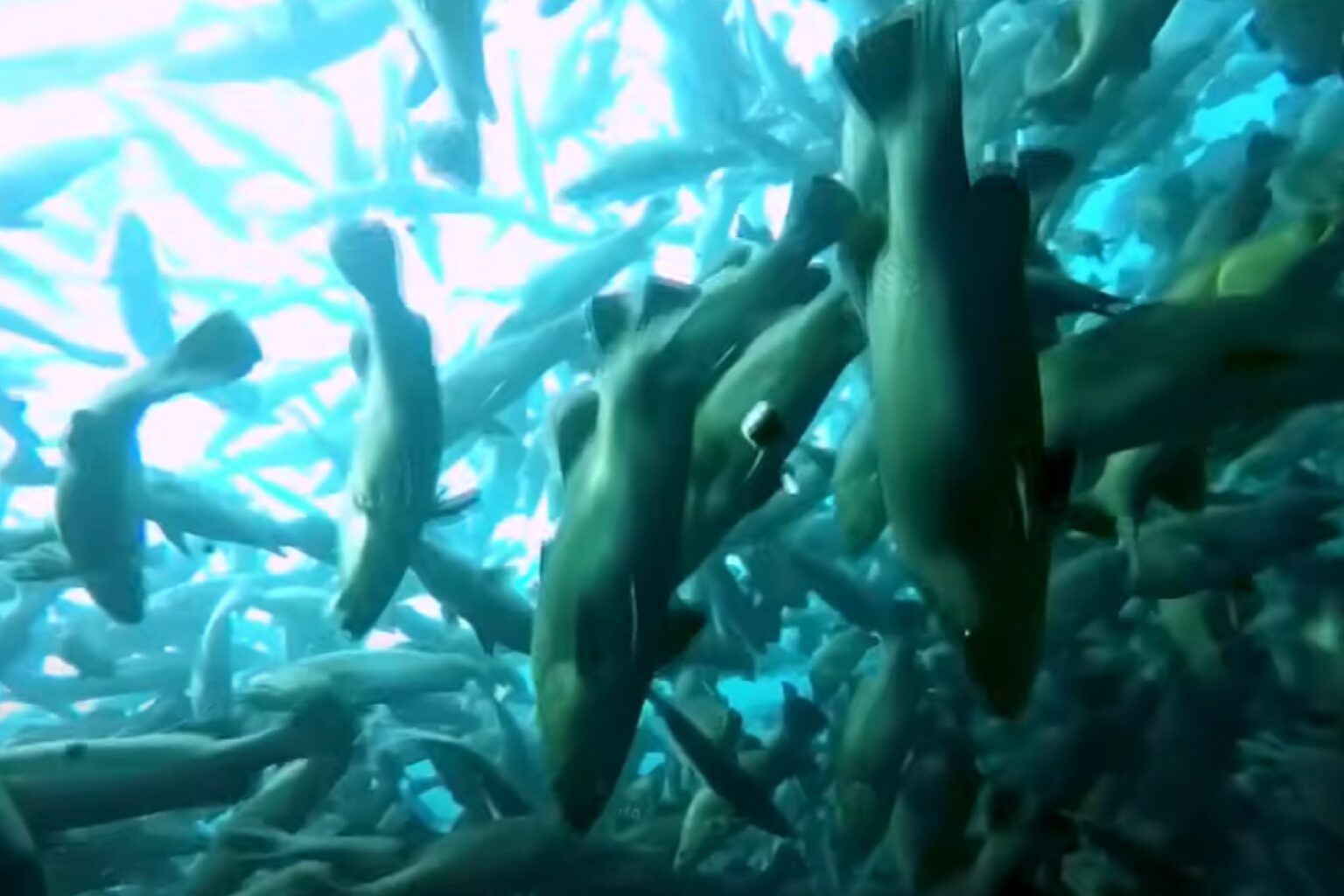 The Future of Aquaculture: How Technology is Transforming Seafood ...