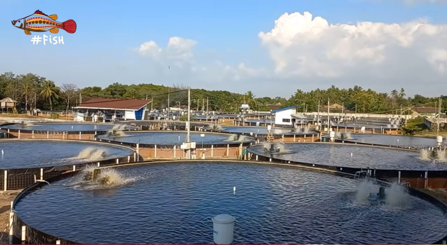 Inside Indonesia’s Super-Intensive Modern Shrimp Farm: A Glimpse into ...